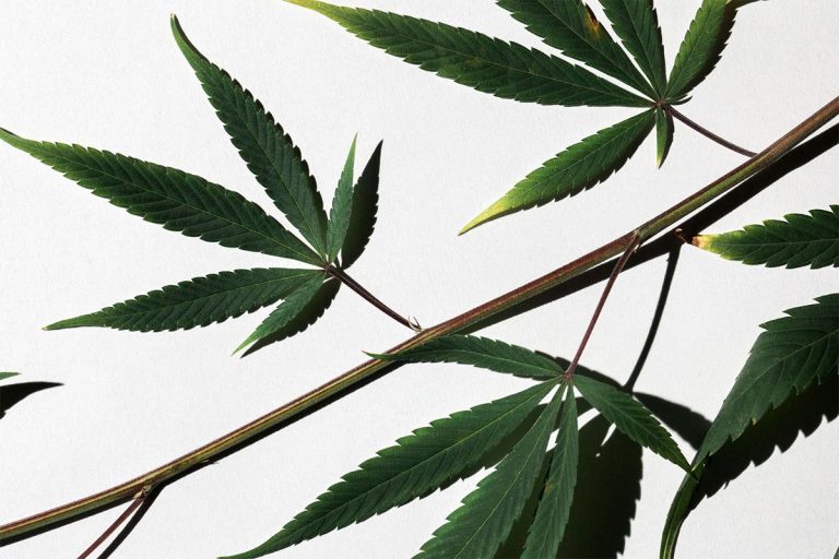 What is Hemp and Why It is so popular? - Leafpuffs